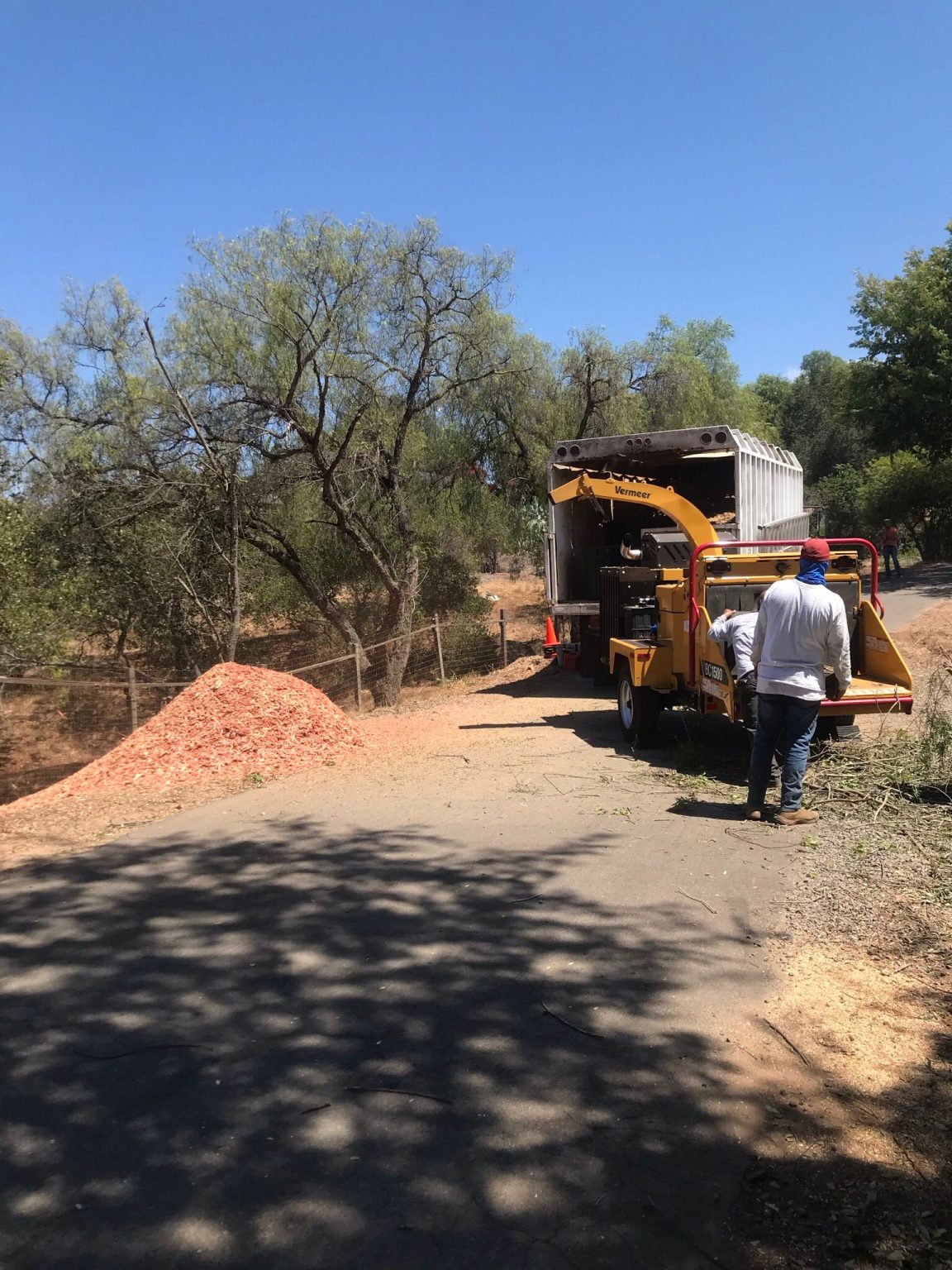 Pedro Tree Service – Professional Tree Services. We specialize in tree ...